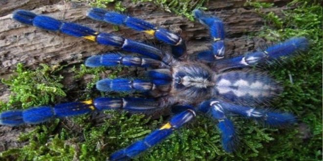 Aranha azul elétrica, besouro aquático e mais 30 novas espécies ...